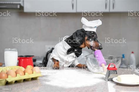 부엌에서 흰색 요리사 모자와 가운을 입고 검은 색과 황갈색 닥스 훈트 베이커 요리 과정에서 반죽 롤을 입에 담고 재료는 테이블에