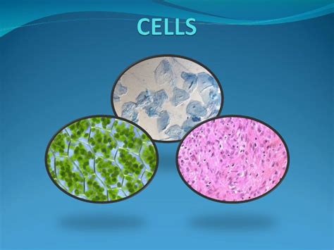 Ppt Essential Questions What Is The Difference Between Prokaryotic