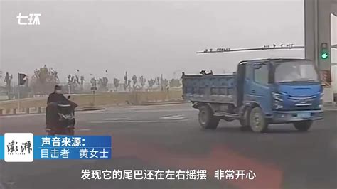 狗子站疾驰三轮车顶棚摇尾兜风 凤凰网视频 凤凰网