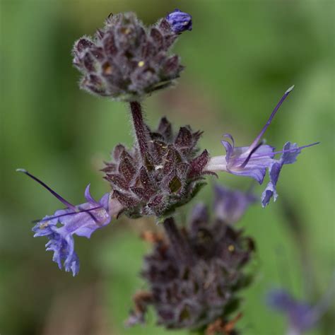 Salvia Sonomensis Calflora