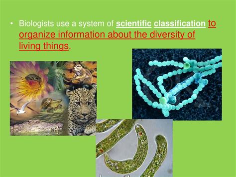 Ppt Why Do We Classify Powerpoint Presentation Free Download Id 2623530