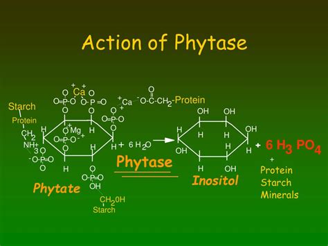 Ppt Enhancing Swine Feed Phytate Content With Phytase For Better