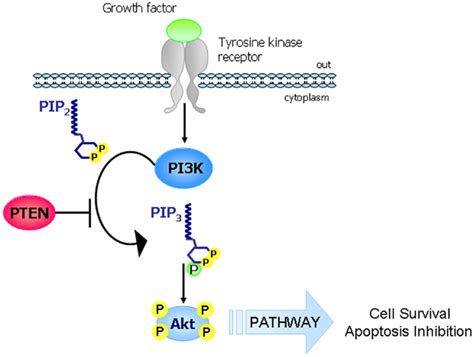 Frontiers Functions And Regulation Of The Pten Gene In Colorectal Cancer