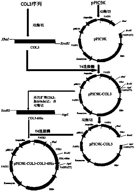 Genetic Recombinant Human Like Collagen Eureka Patsnap