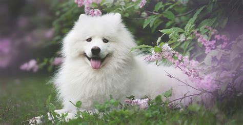 Samoyed Breed Guide Lifespan Size And Characteristics