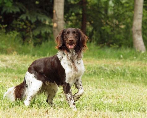 8 Surprising Facts About Small Munsterlander Pointer