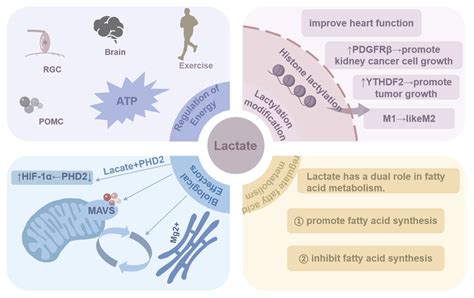 Overview Of Lactate Metabolism And The Implications For Athletes Fvtta