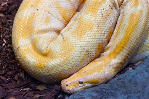 White Indian Rock Python Python Molurus Albino Stock Image Image Of