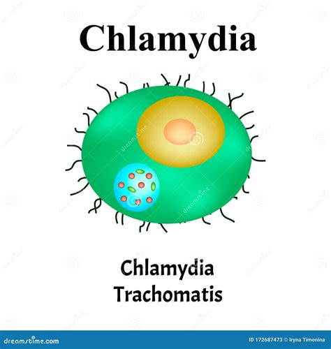 Chlamydia Trachomatis Gram Stain