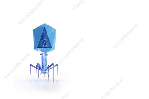 T4 Bacteriophage Illustration Stock Image F042 3054 Science Photo Library