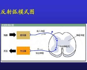 反射弧 搜狗百科