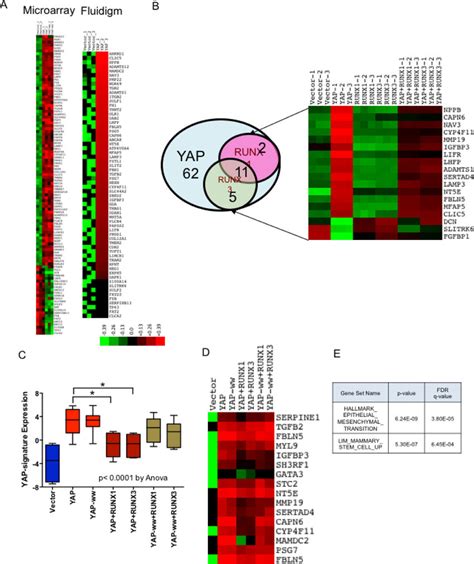 Runx1 And Runx3 Alter Yap Target Gene Expression Microarray Gene