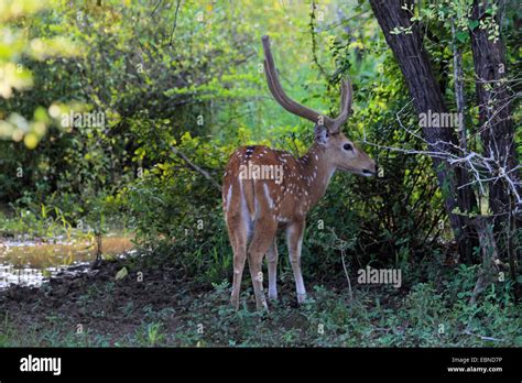 Spotted Deer Axis Deer Chital Axis Axis Cervus Axis Male At