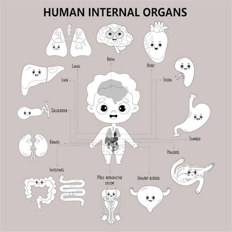 Imagen Del Cuerpo Humano Con Sus Organos Para Colorear