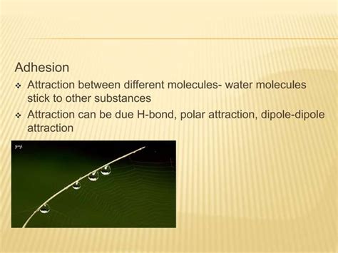 cohesion and adhesion pptx