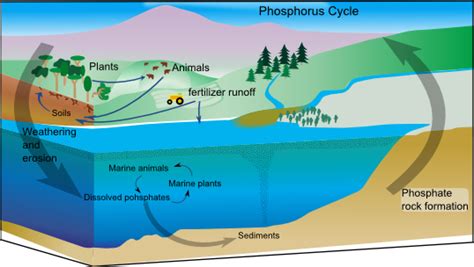 Phosphorus Cycle Wikiwand