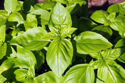 Basil Growing Guides Tips And Information Gardeners Path