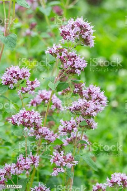 정원에서 피는 향기로운 백리향 Thymus Serpyllum의 가지 라일락 작은 꽃 아로마 의료 향신료 식물 발끝으로 서있기에 대한 스톡 사진 및 기타 이미지 Istock