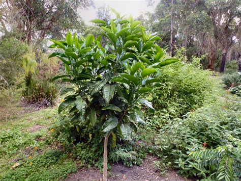 Acronychia Acidula Lemon Aspen Gardening With Angus