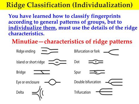 Core Ridge Characteristics At Ericka Terry Blog