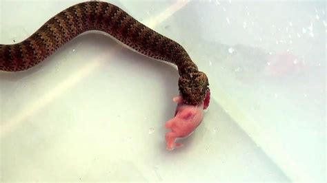 Feeding A Common Death Adder From Sydney Youtube