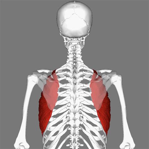 What Is The Serratus Anterior Definition Function Serratus Anterior