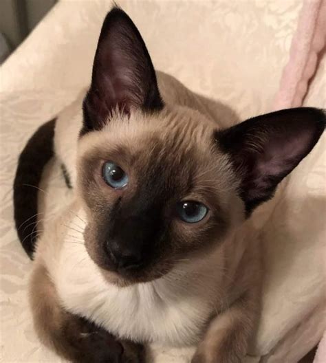 Cfa Siamese Seal Point Color Cat