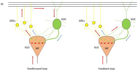 Towards The Simulation Of A Realistic Large Scale Spiking Network On A