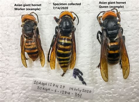 How Big Do Cicada Killers Get Opgce