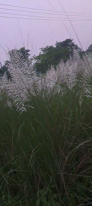 কাশবন Youtube