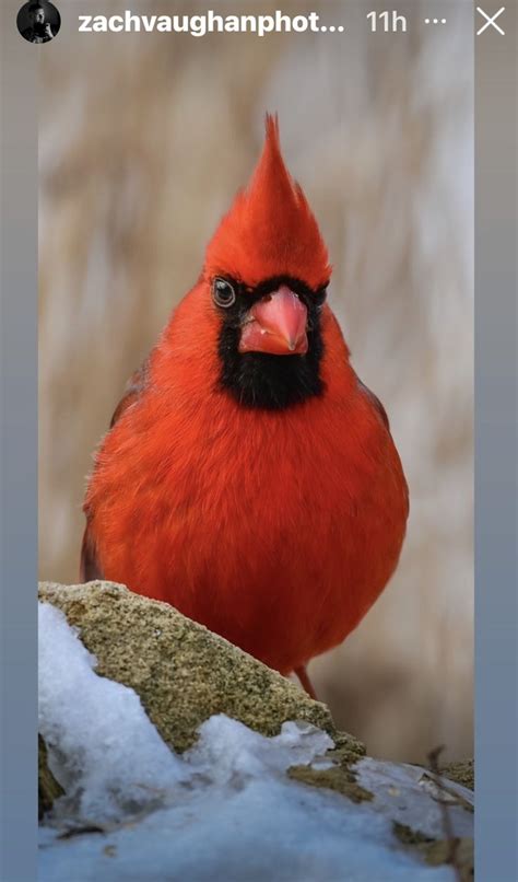 Stunning Red And Black Bird Red Bird Face Cardinal Bird Close Up