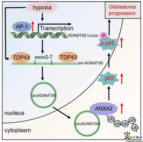 李刚教授团队连续发文揭示脑胶质瘤分子调控新机制 山东大学苏州研究院