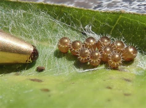 What Does A Stink Bug Look Like At Patricia Keller Blog