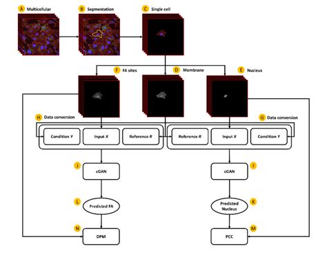 Schematic Of ML Training And Validation A Multicellular Stack Download Scientific Diagram