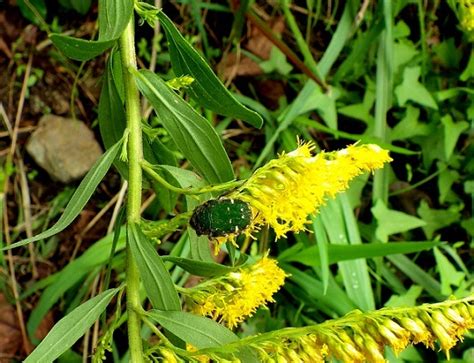 ムラサキシキブの実ヌマダイコンの花虫たちー10月末鵜沼の森 自然の便り岐阜かかみ野から