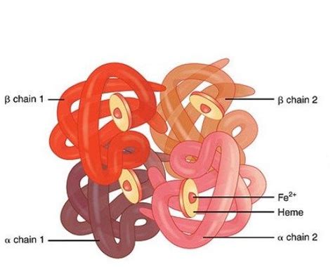 Difference Between Hemoglobin And Myoglobin Definition Structure And Composition Function