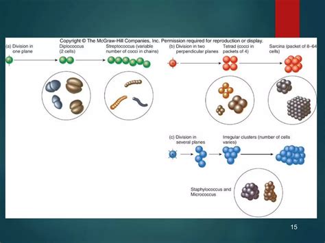 Bacterial Cell Structure And Function 1 Ppt