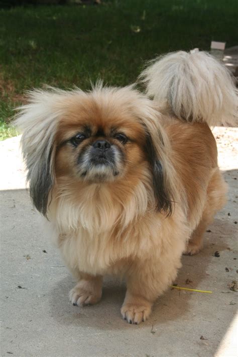 Must Love Pekes Pookie