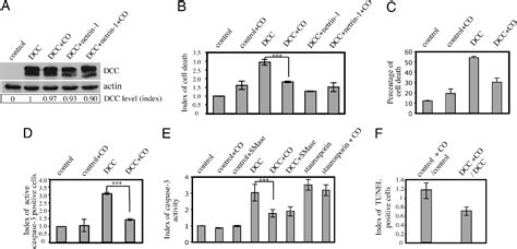 Figure 2 From The Dependence Receptor Dcc Requires Lipid Raft