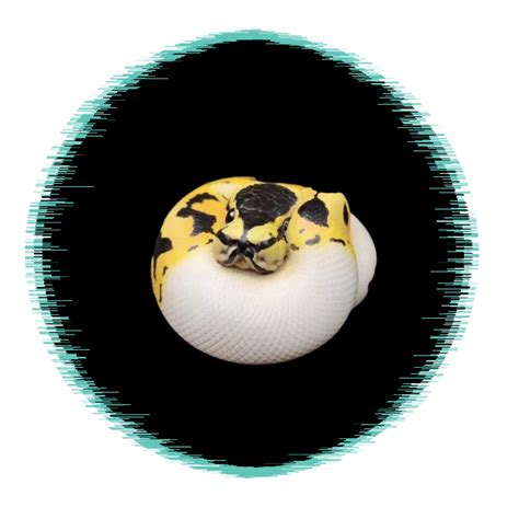 Python Regius “pied” Herping Es