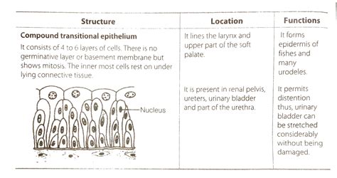 Epithelial Tissue Function And Location