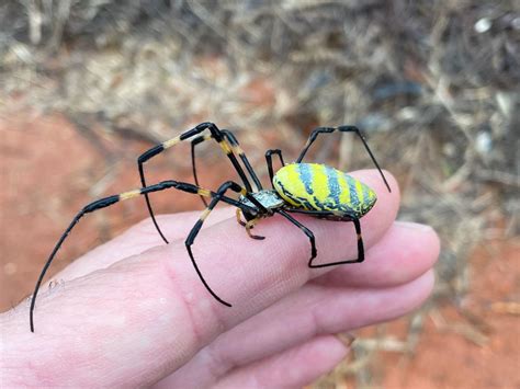 Venomous Flying Spiders With 4 Inch Legs Spread Across East Coast