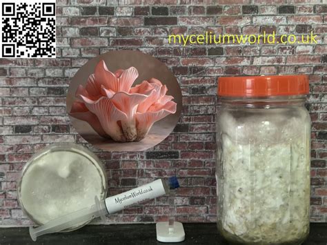 Pink Oyster Mushrooms Mycelium World