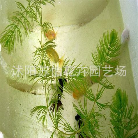 金鱼藻的果实 金鱼藻是藻类吗 金鱼藻的花 大山谷图库