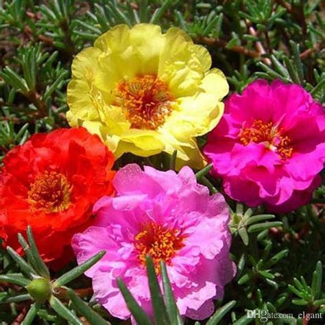 Portulaca 9 O Clock Any Color Plant The Finest Nursery In
