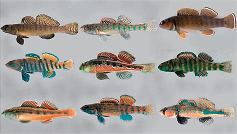 Sex And Design In Our Evolutionary Cousins Revista M Tode