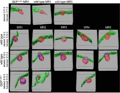 Image Analysis Quantacell Image And Data Analysis Company