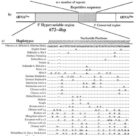 Structure And Sequence Polymorphisms In The Mtdna D Loop Region A