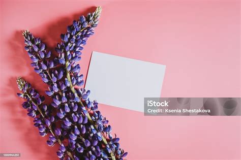 분홍색 배경 플랫 평지에 풀 블룸 색상의 파란색 라일락 색상의 꽃 루핀으로 만든 프레임텍스트에 대한 빈 흰색 종이 카드 노트 모형 텍스트 공간 0명에 대한 스톡 사진 및