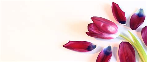 꽃잎이 있는 흰색 배경에 튤립 상위 뷰 공간을 복사합니다 발렌타인 데이 어머니의 날 또는 여성의 날 배너 사진 0명에 대한 스톡